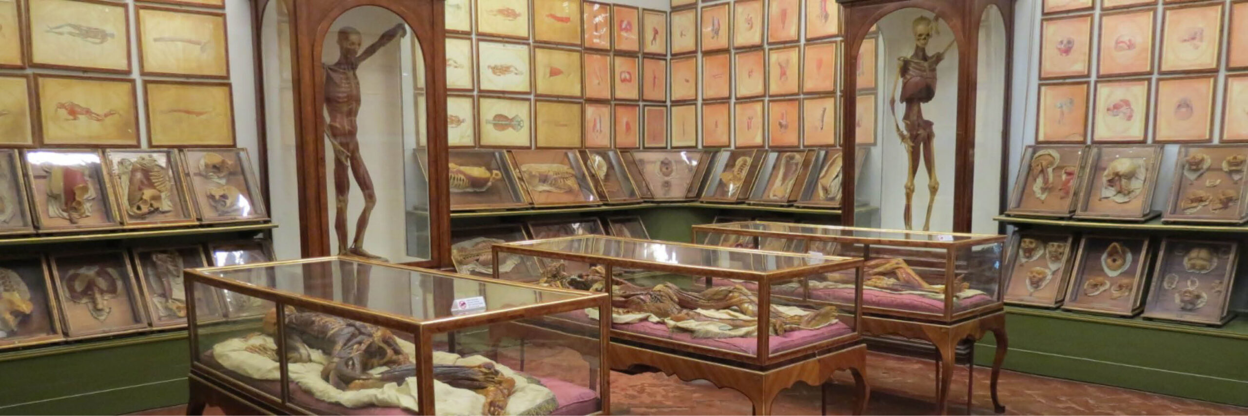 Il Museo racconta: la collezione delle cere anatomiche – Bright Night 2025